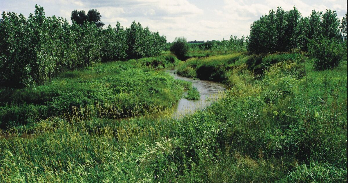 Vegetated Buffer Strips : ELCR